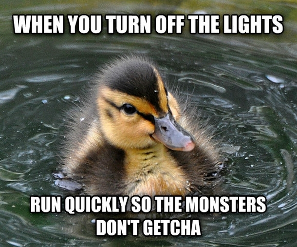 almost advice mallard is quickly becoming my favorite meme - Meme Guy almost advice mallard is quickly becoming my favorite meme - Meme Guy