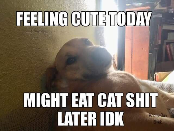 Feeling Cute Meme Guy