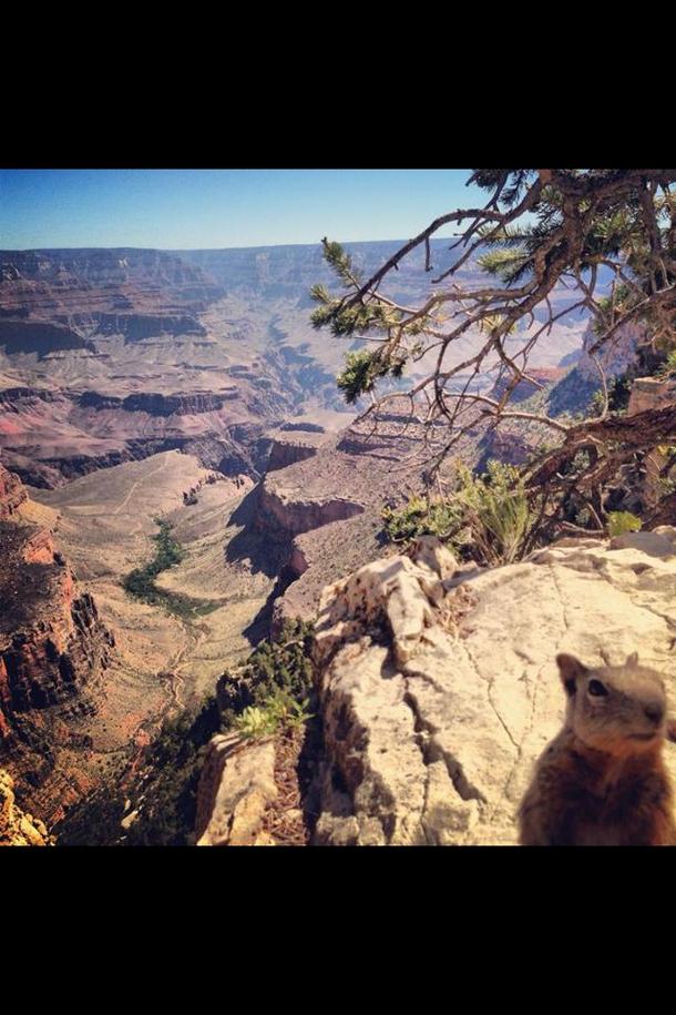 Friend of mine got photobombed at the Grand Canyon - Meme Guy Friend of mine got photobombed at the Grand Canyon - Meme Guy