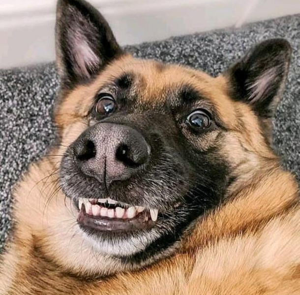 Hello hooman - Meme Guy Hello hooman - Meme Guy