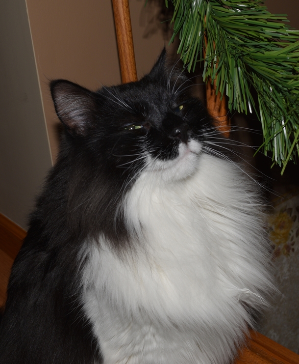 I swear my cat is plotting something against me just look at that smirk ... I swear my cat is plotting something against me just look at that smirk ...