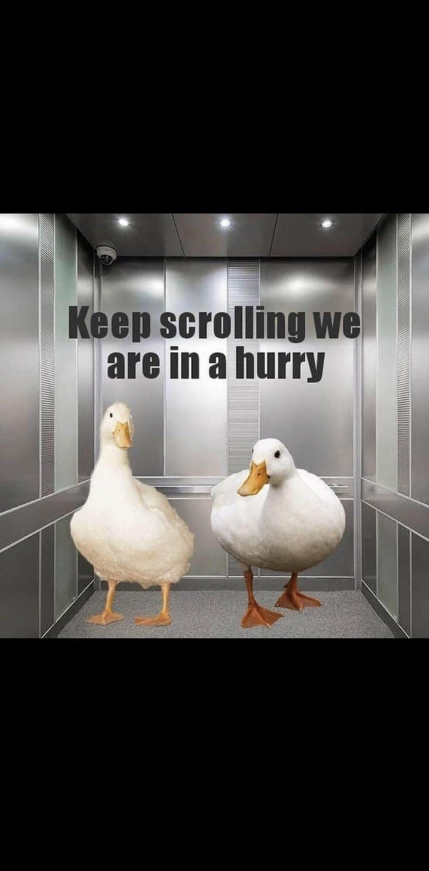 Just keep scrolling - Meme Guy Just keep scrolling - Meme Guy