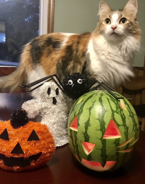 Watermelons were on sale Pumpkins were not - Meme Guy Watermelons were on sale Pumpkins were not - Meme Guy