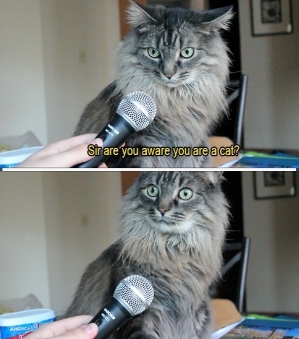 Youre a cat sir - Meme Guy Youre a cat sir - Meme Guy